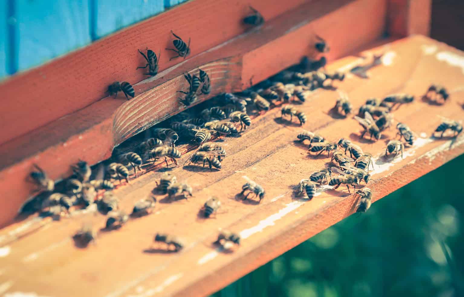 PerfectBee Beekeeping Blog - PerfectBee